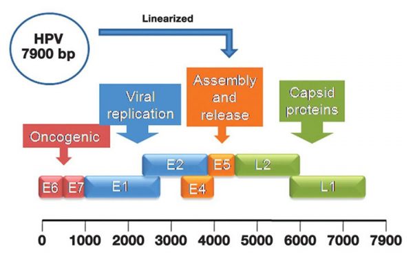 HPV - Proteínas E6, E7 e Câncer - HPV Online - Tudo o que você precisa ...